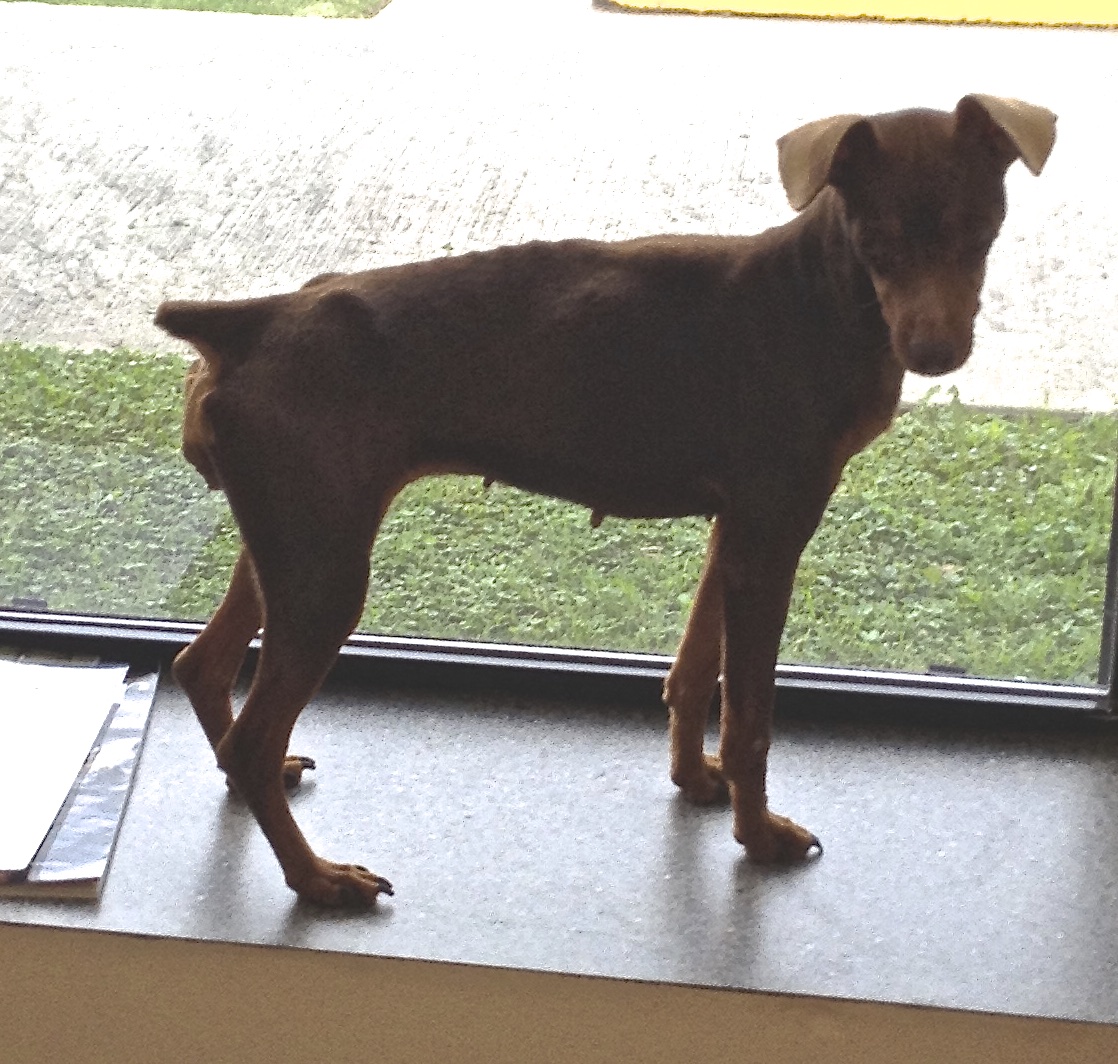 Hera | Precious Souls Canine Rescue and Sanctuary